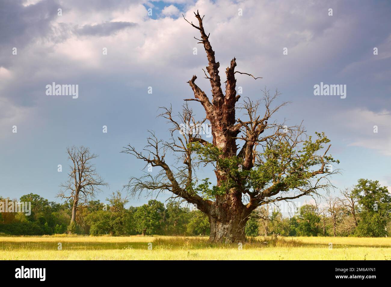 650-year-old oak in the process of dying, effects of drought stress on ...
