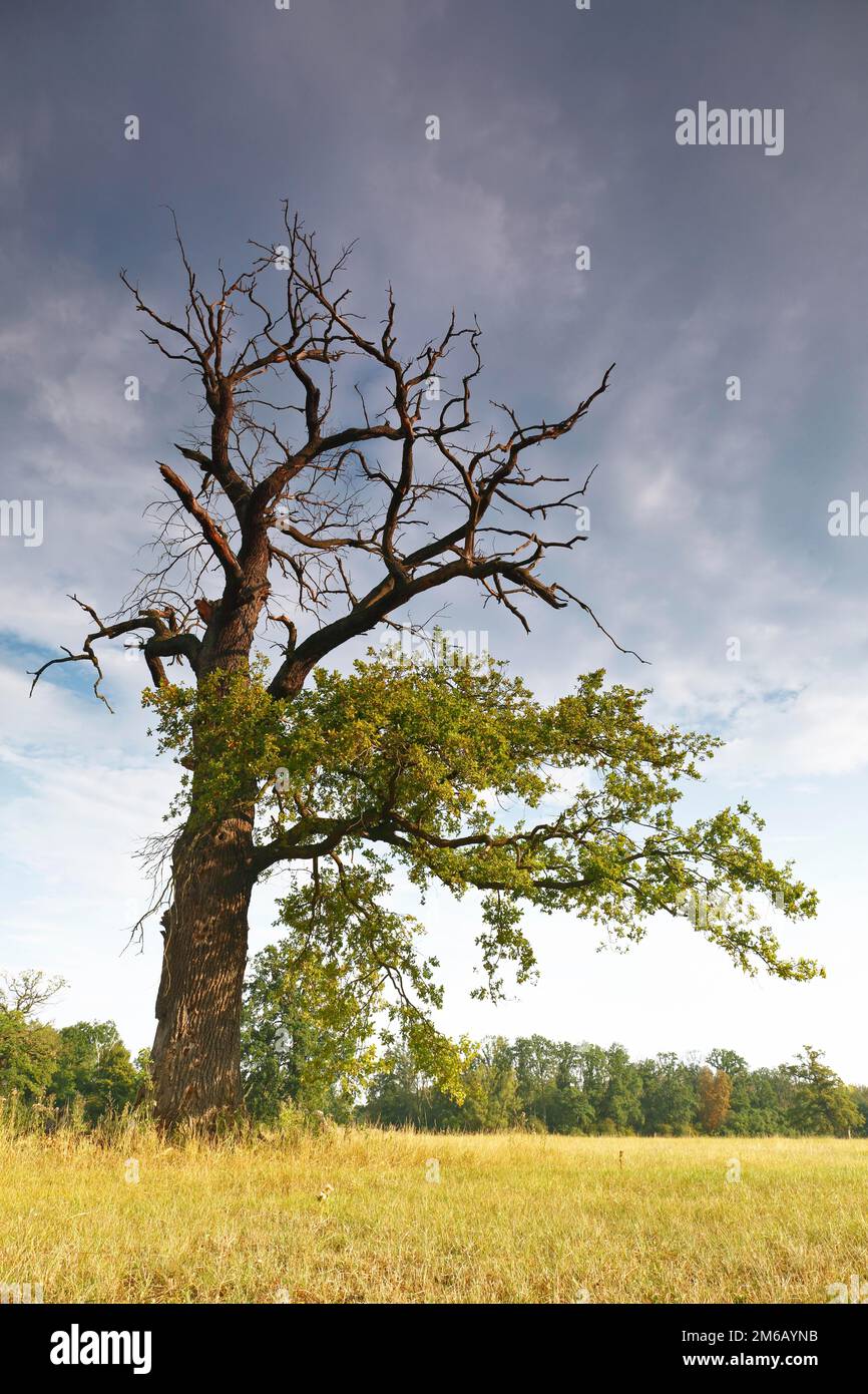Old oak in the process of dying, effects of drought stress on plants ...