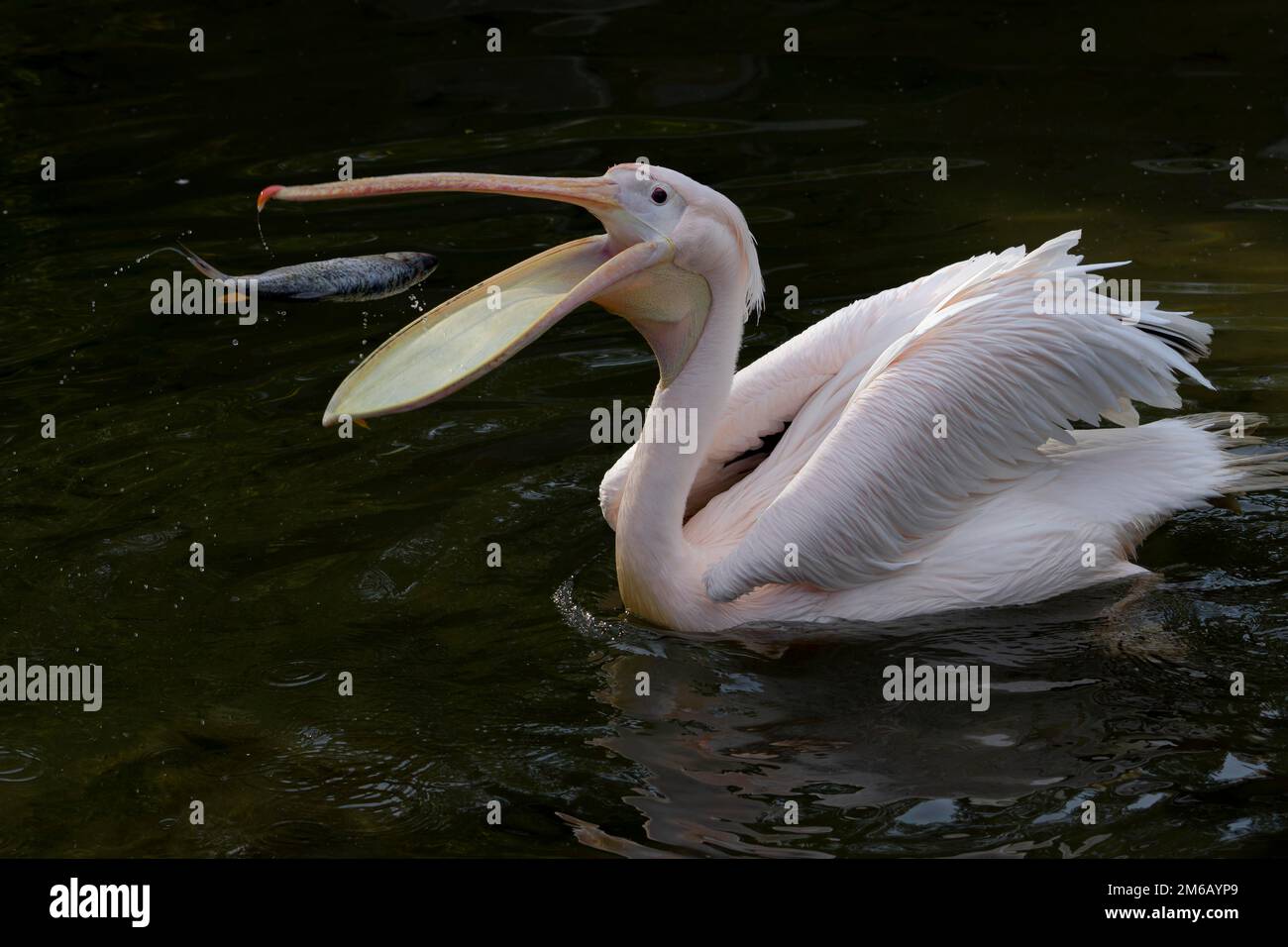 Great white pelican (Pelecanus onocrotalus), captured fish in beak ...