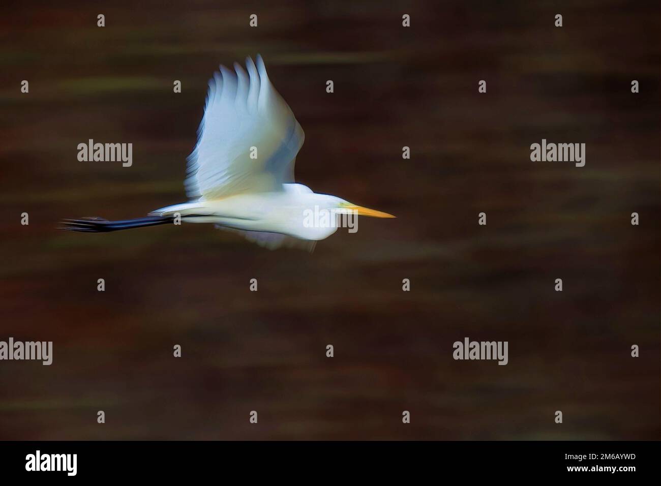 Great egret (Ardea alba), flying, following, motion blur, Hesse Stock ...