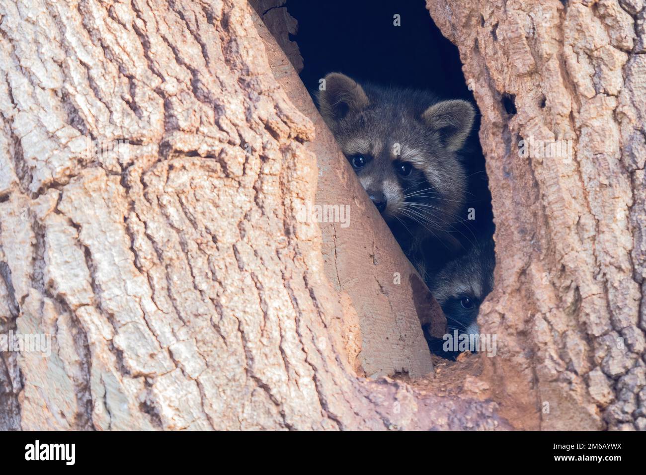 Two raccoons (Procyon lotor) looking out of their tree den, animal ...