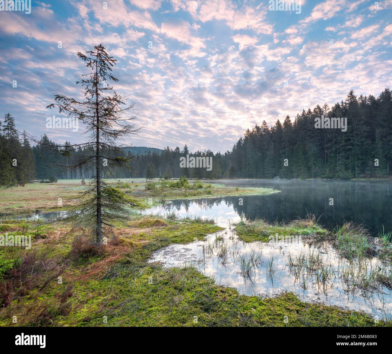 The Fichtel lake marsh at Fichtelsee in the morning, Fichtelgebirge ...