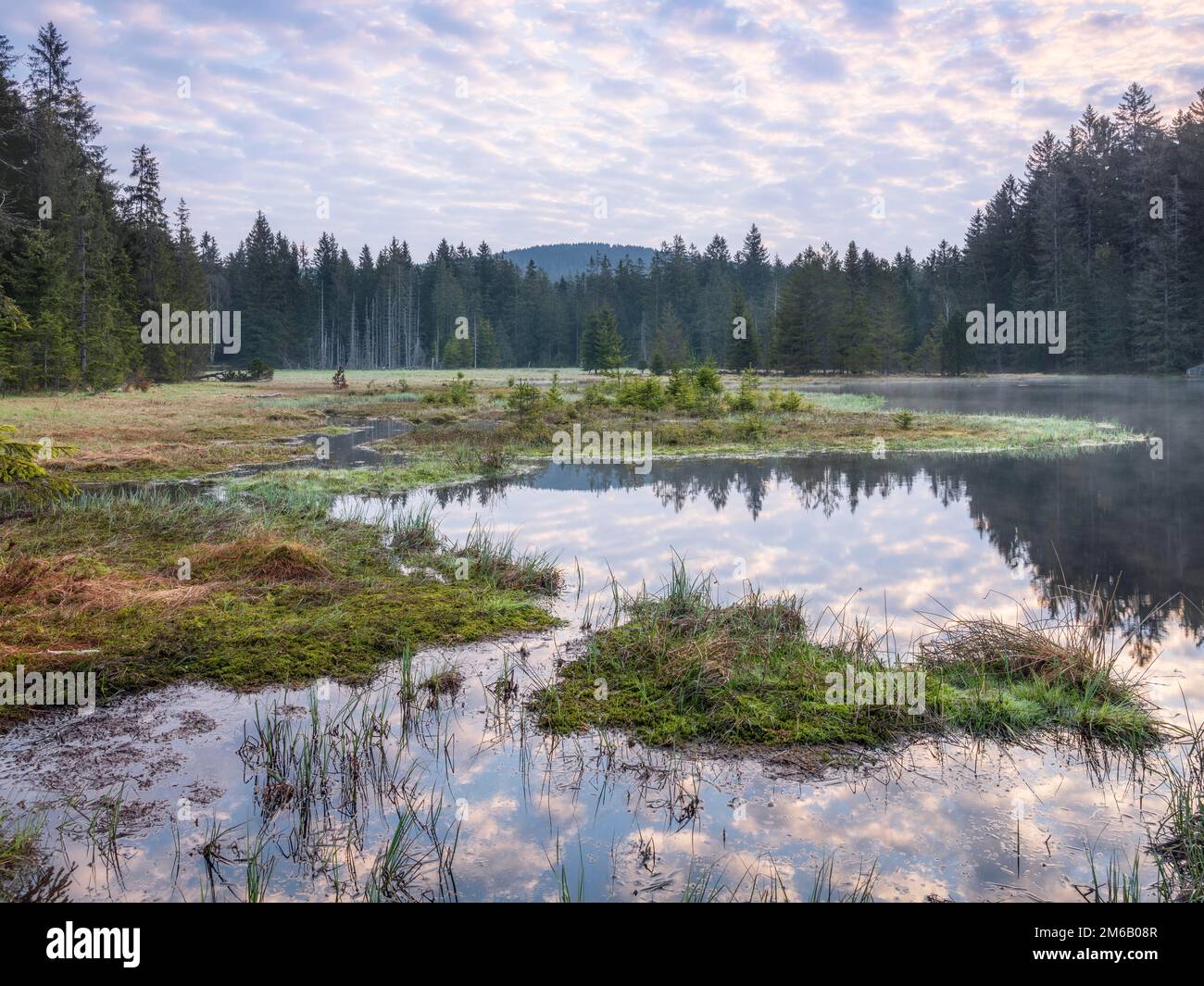 The Fichtel lake marsh at Fichtelsee in the morning, Fichtelgebirge ...