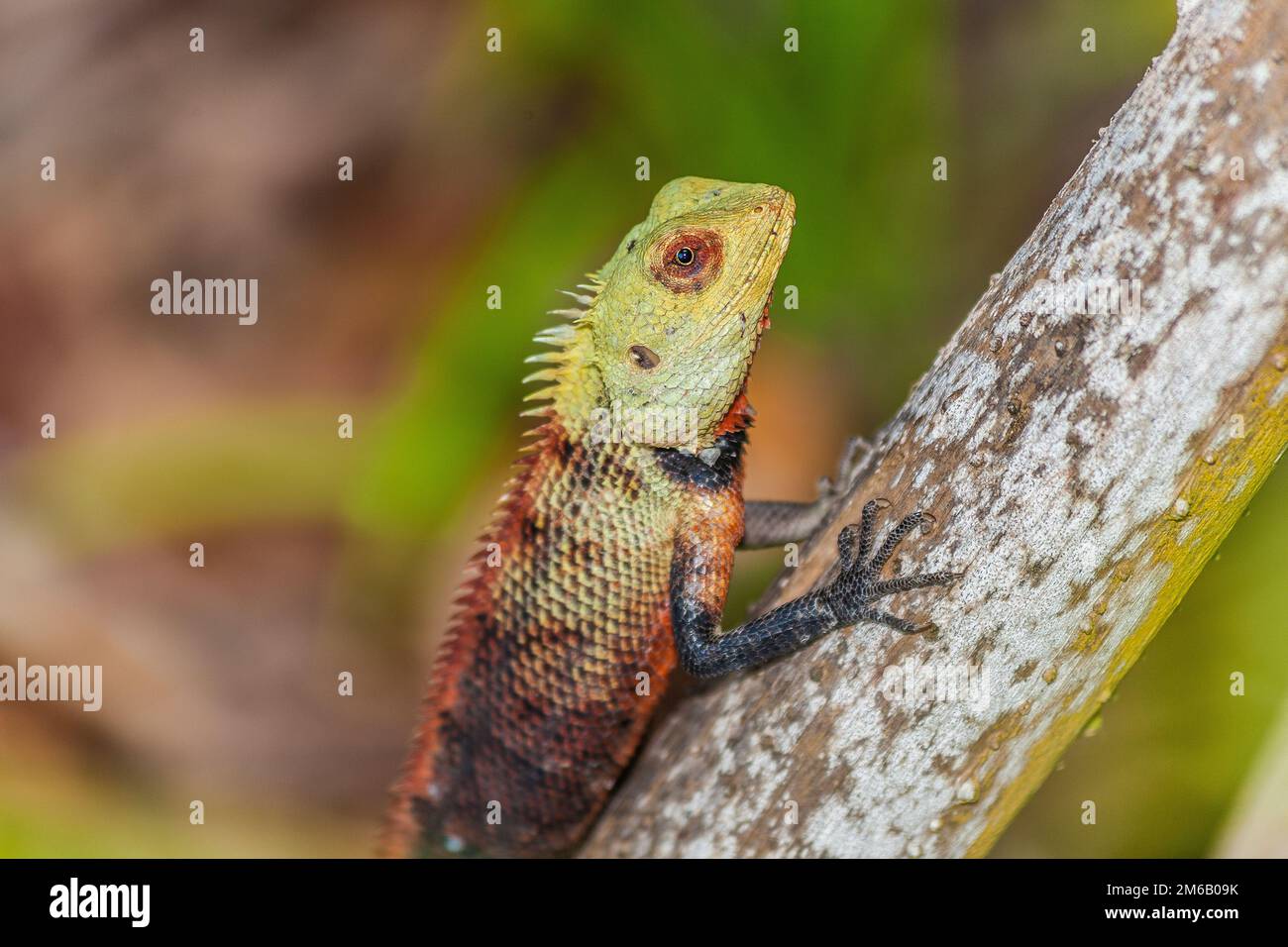 Image of colorful lizard sitting on a branch and observing the ...