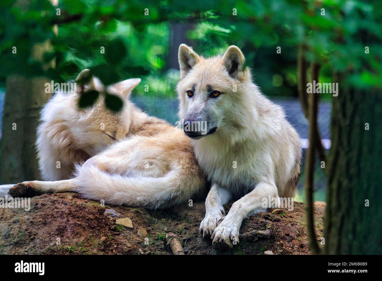 Arctic project hi-res stock photography and images - Alamy