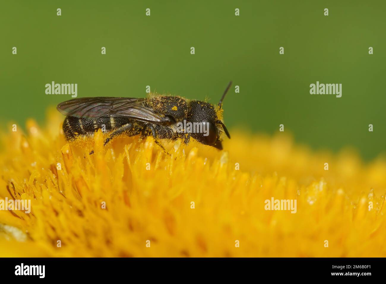 Natural closeup of a large-headed resin bee, Heriades truncorum on a ...