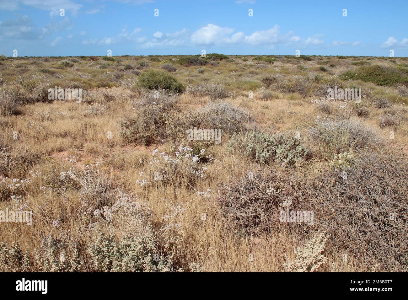 prairie at shark bay in australia Stock Photo - Alamy