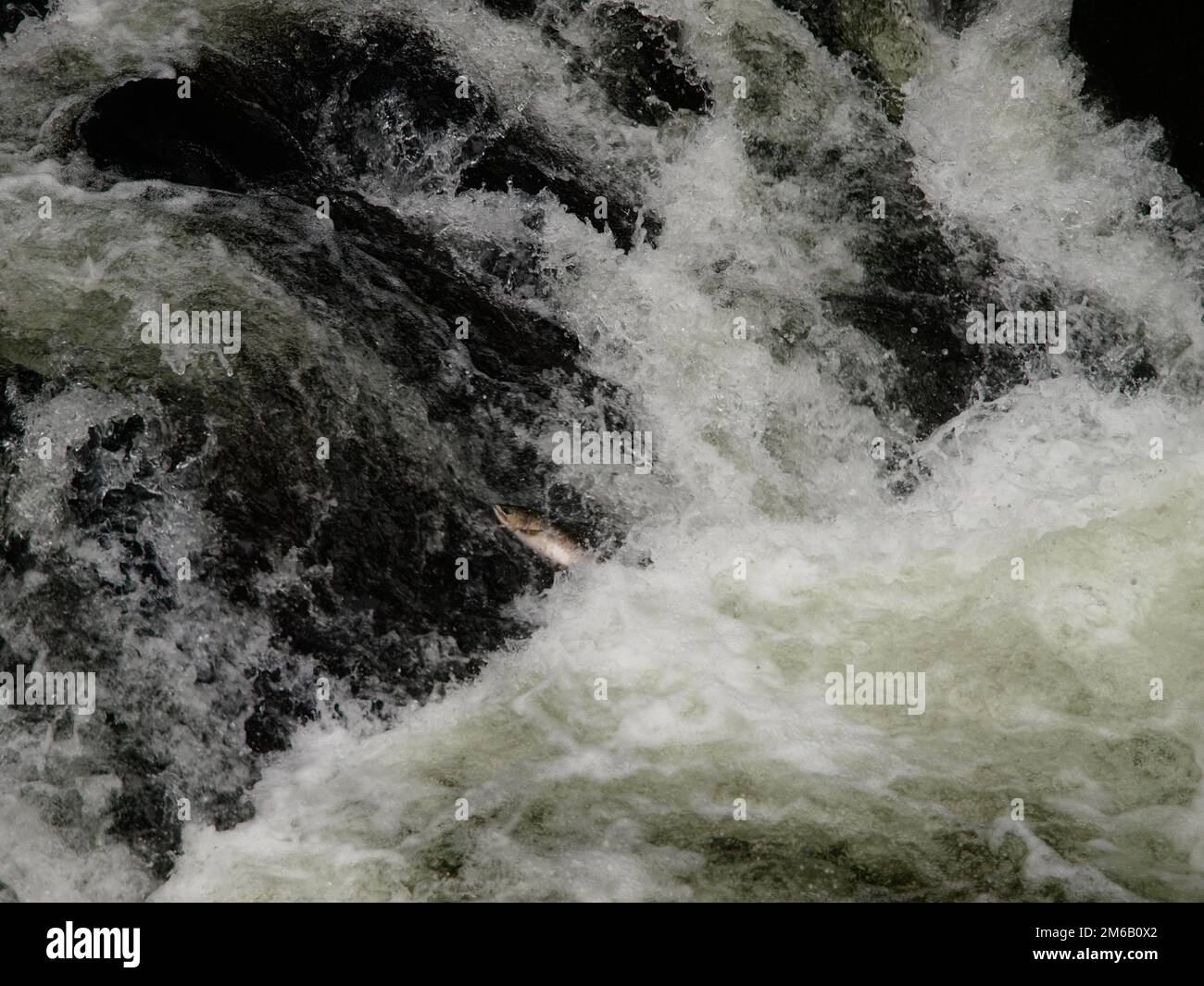Water, Fish, Salmon, Alaska Stock Photo - Alamy
