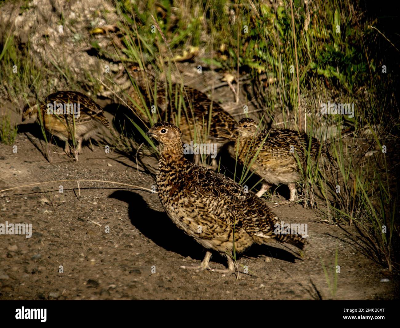 Canada grouse (Falcipennis canadensis), female, Denali National Park ...