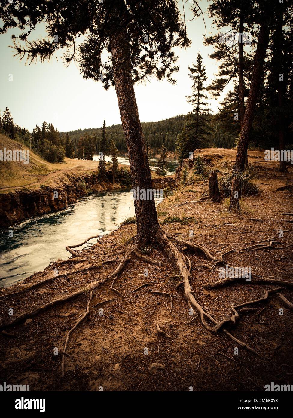 Rooted tree, river behind, Alaska Stock Photo - Alamy