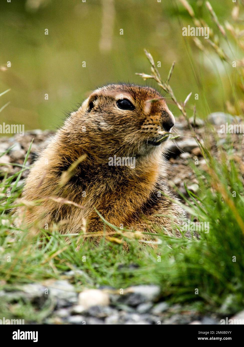 Arctic gopher, Alaska Stock Photo - Alamy