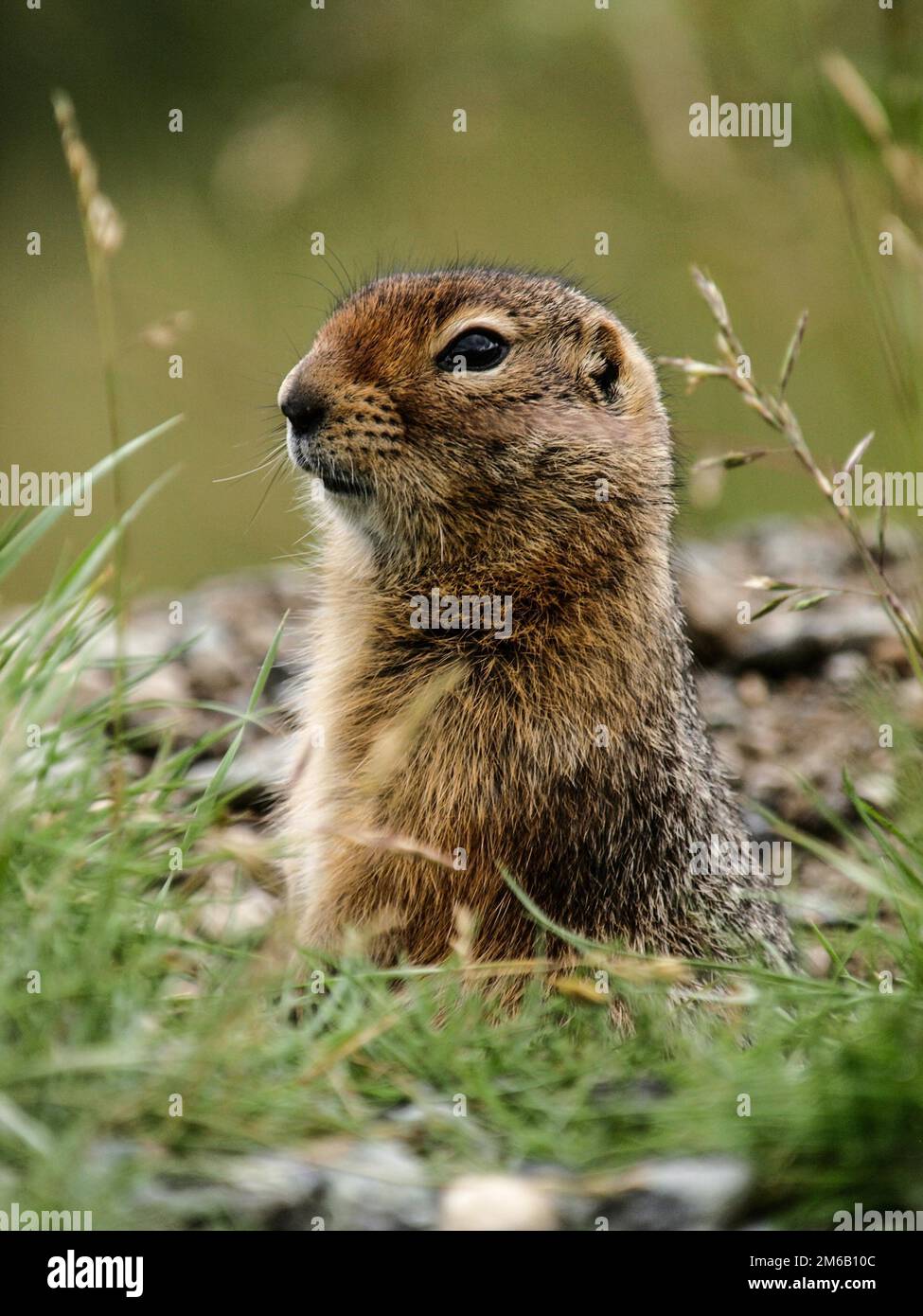 Arctic gopher, Alaska Stock Photo - Alamy