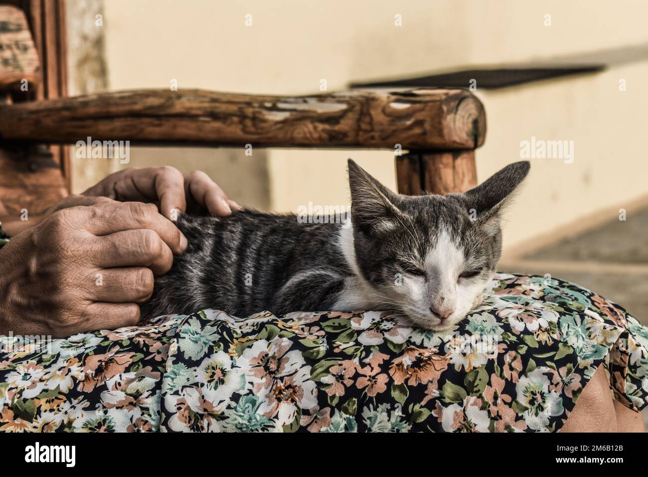 Cretan cat hi-res stock photography and images - Alamy