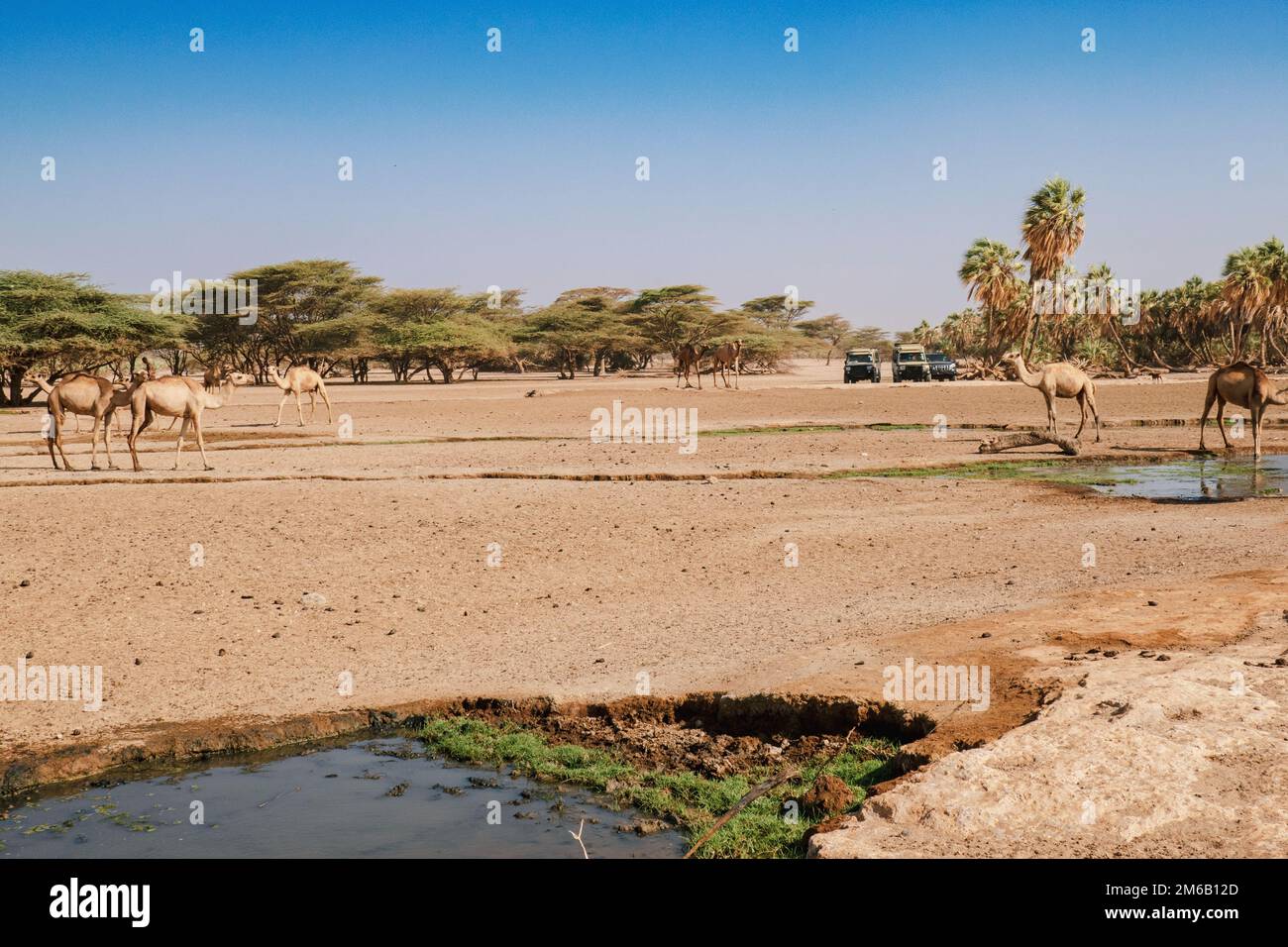 Tourist safari vehicles amidst palm trees at Kalacha Oasis in Marsabit ...