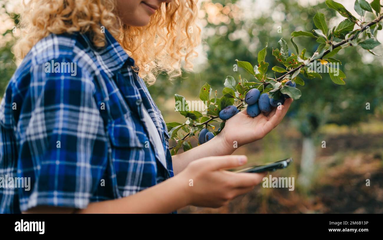 Woman farmer with mobile phone, in farm plum using apps and internet ...