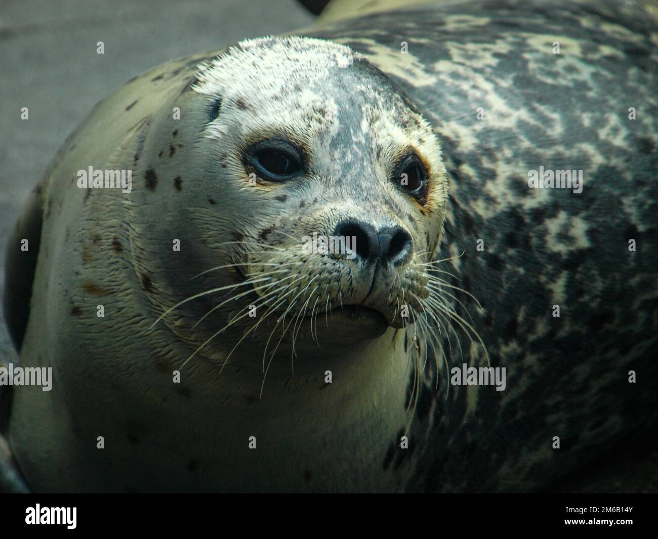 Sea seal, Alaska Stock Photo - Alamy