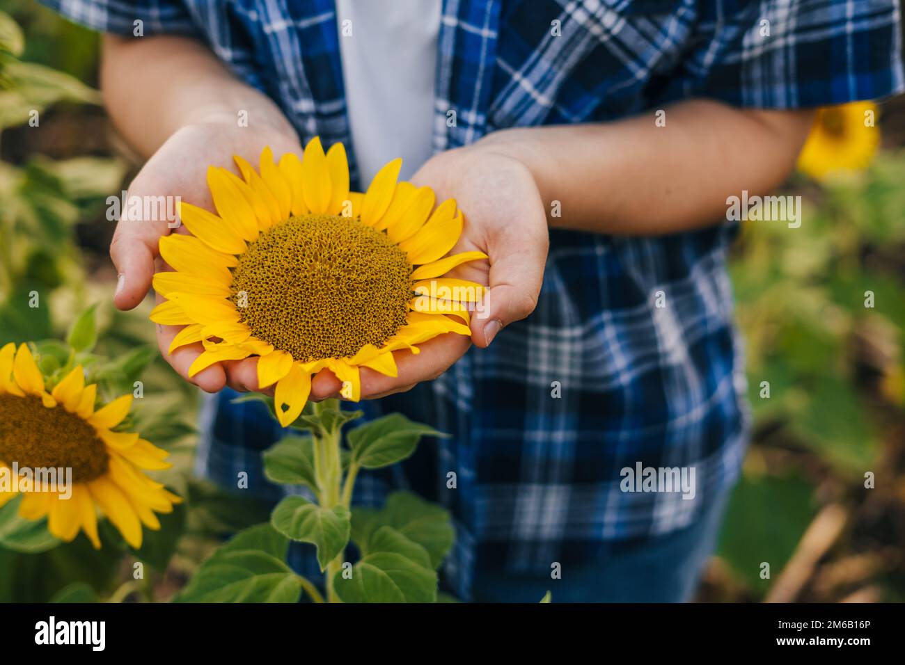 Woman's hands touching the sunflower petal, farmer looking at a ...