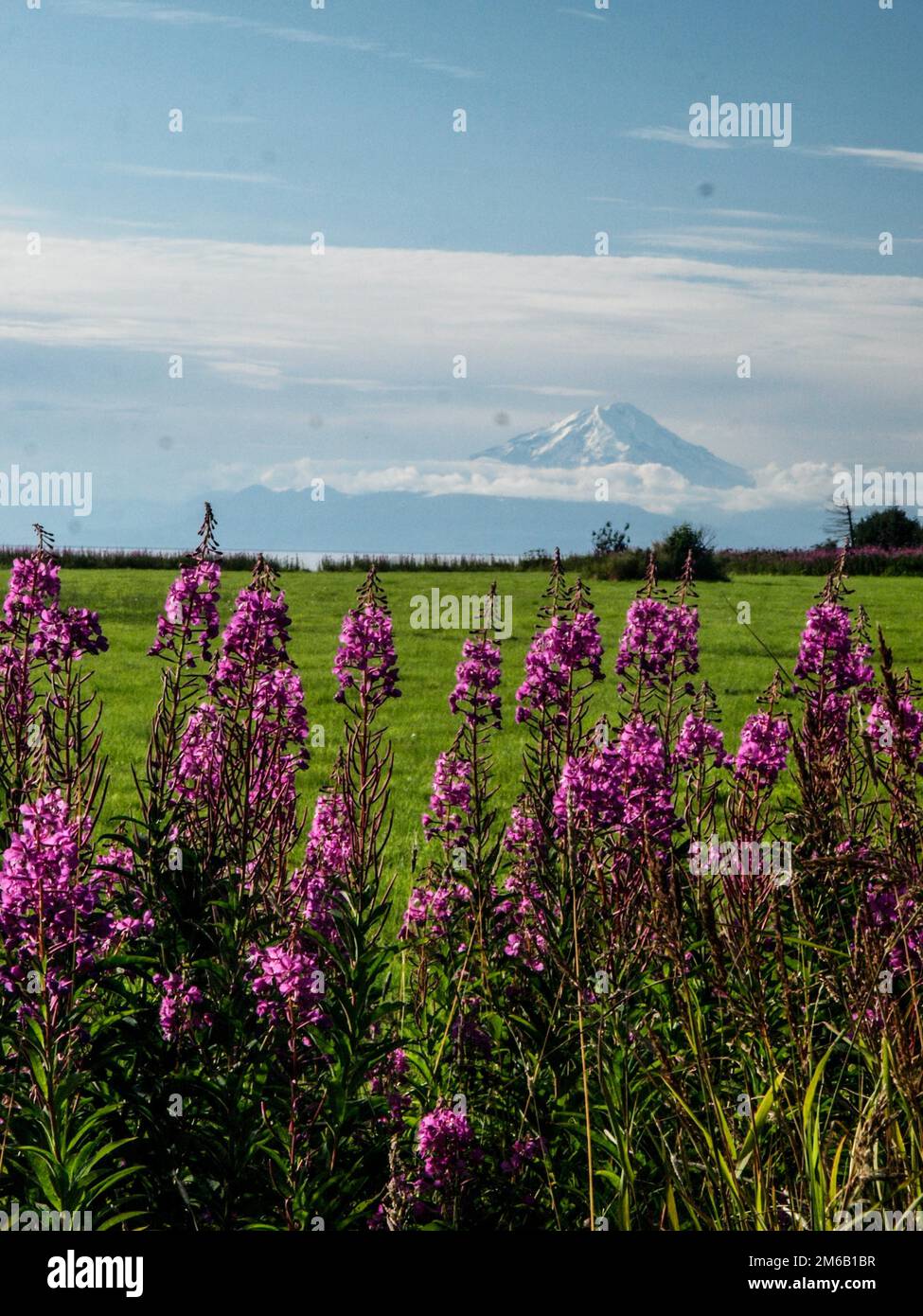 Flowers and alaska hi-res stock photography and images - Alamy