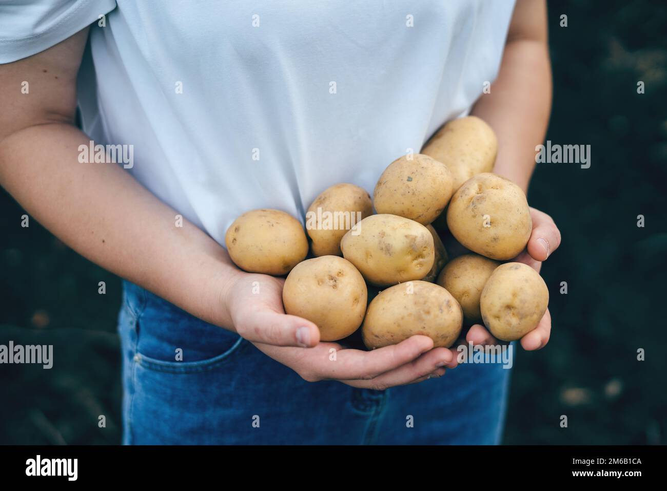 Woman's hands holding fresh potatoes just dug out of the ground ...
