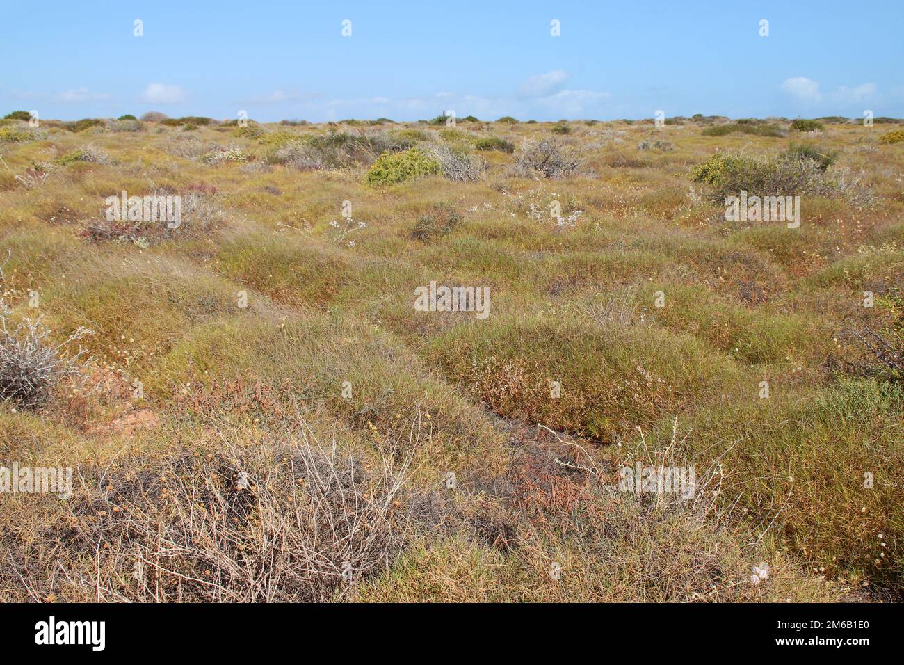 prairie at shark bay in australia Stock Photo - Alamy