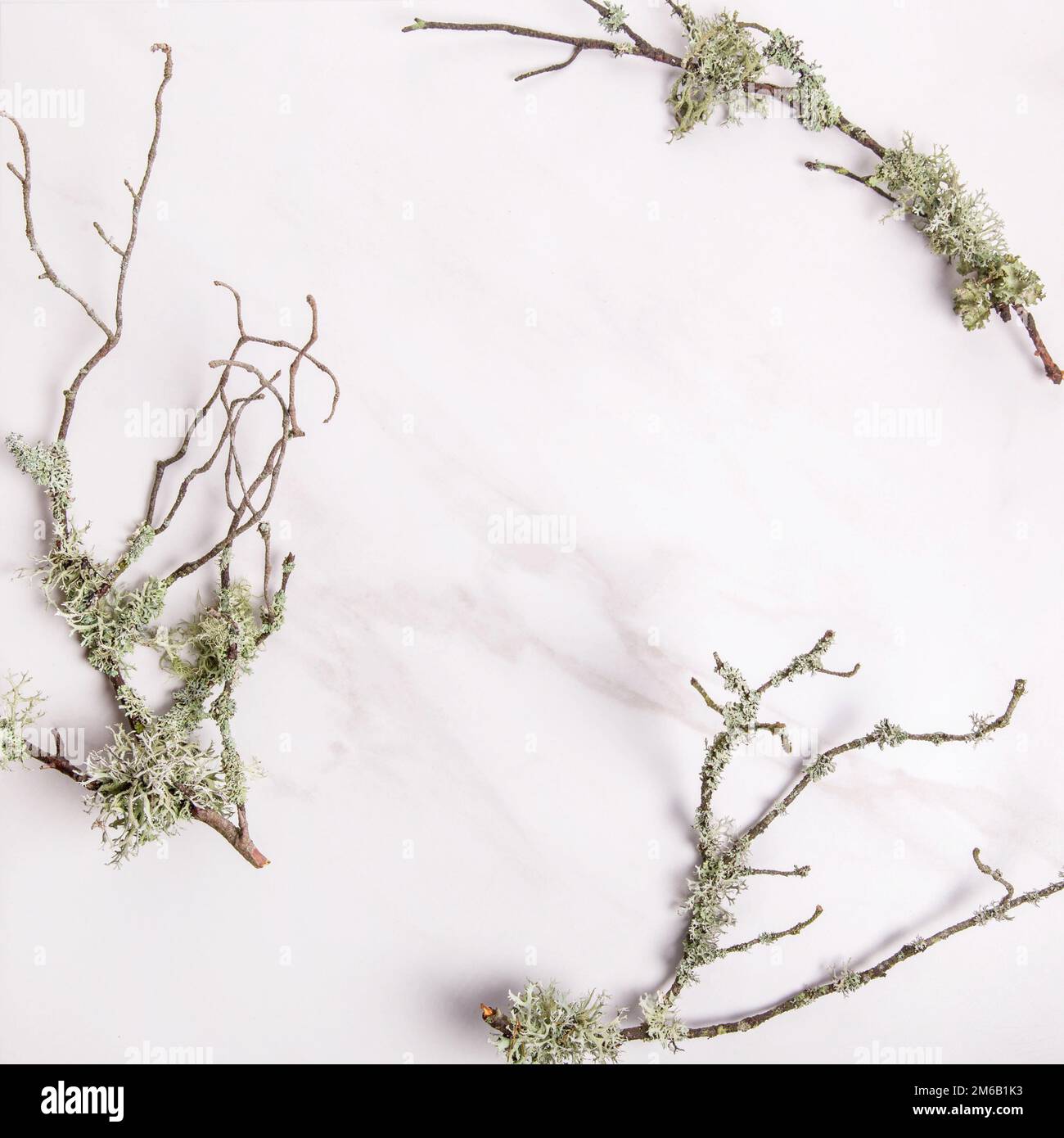 Composition of bark of tree branches and lichen on a marble background ...