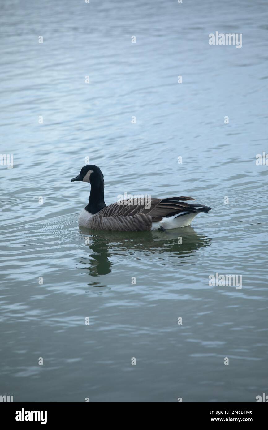 Goose paddling hi-res stock photography and images - Alamy