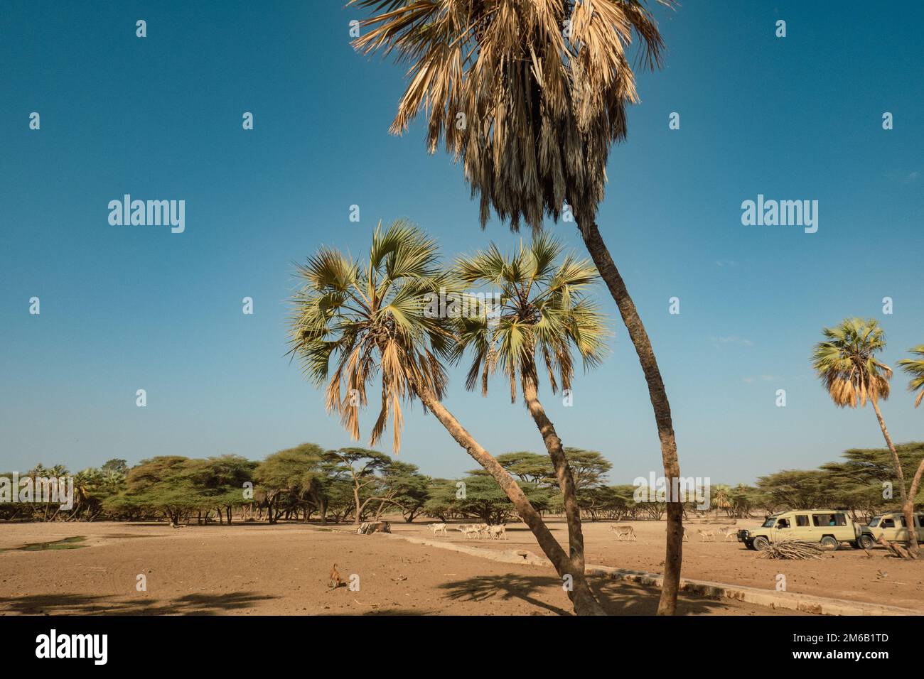 Tourist safari vehicles amidst palm trees at Kalacha Oasis in Marsabit ...