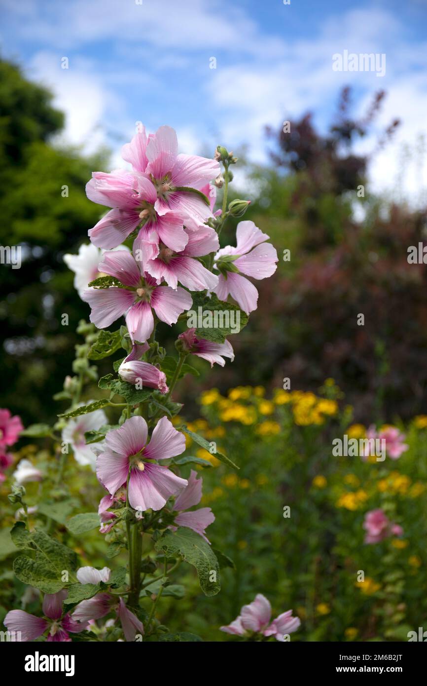 Grassland pink flowers hi-res stock photography and images - Alamy