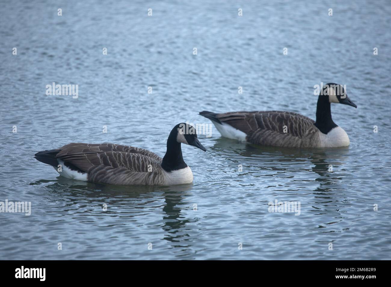 Canadian goose migration hi-res stock photography and images - Alamy