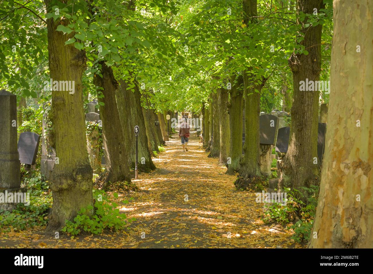 Lime trees, old graves, Jewish cemetery, Herbert-Baum-Strasse ...