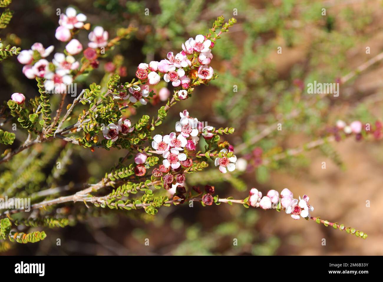 wild flowers in kalbarri in australia Stock Photo - Alamy
