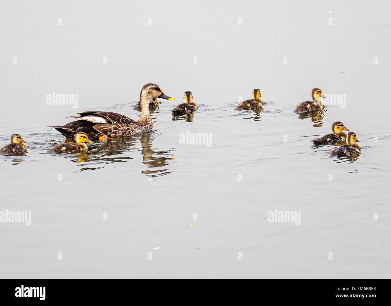 Black spot billed duck hi-res stock photography and images - Alamy