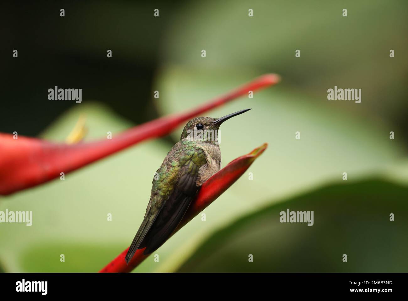 Calm hummingbird hi-res stock photography and images - Alamy