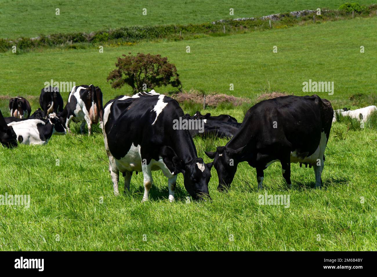 Several cows are eating grass. Cattle on a livestock farm. Agricultural ...