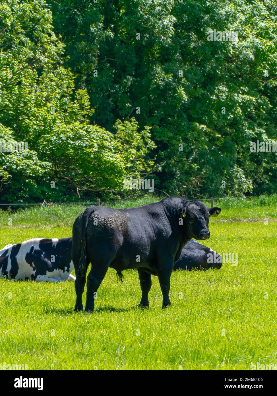Cattle animal cow bull field hi-res stock photography and images - Alamy