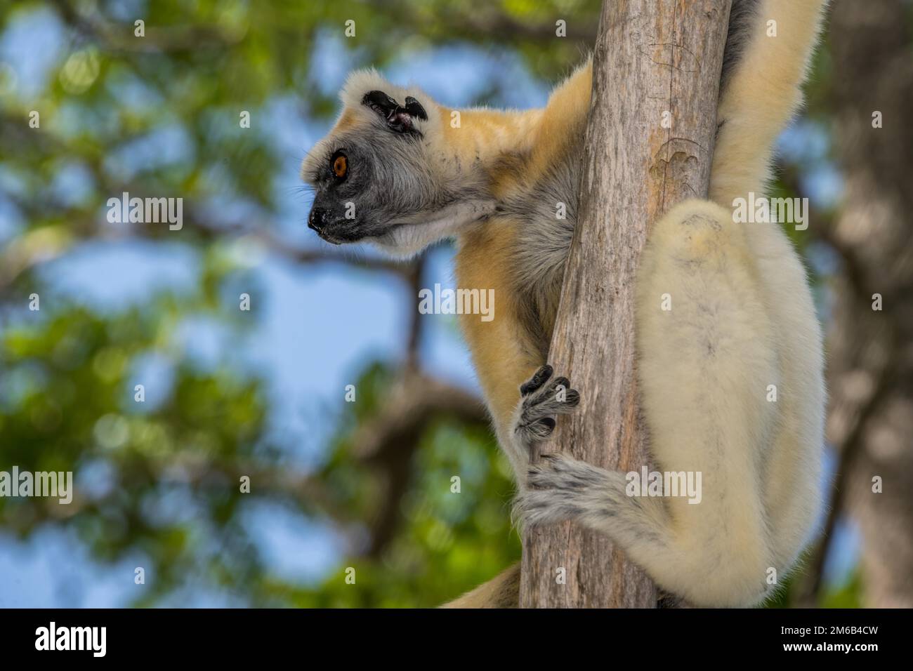 Golden-crowned sifaka (Propithecus tattersalli), Daraina, Madagascar ...