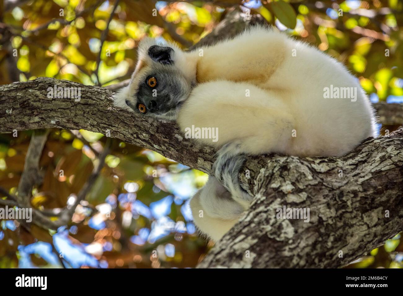 Golden-crowned sifaka (Propithecus tattersalli), Daraina, Madagascar ...