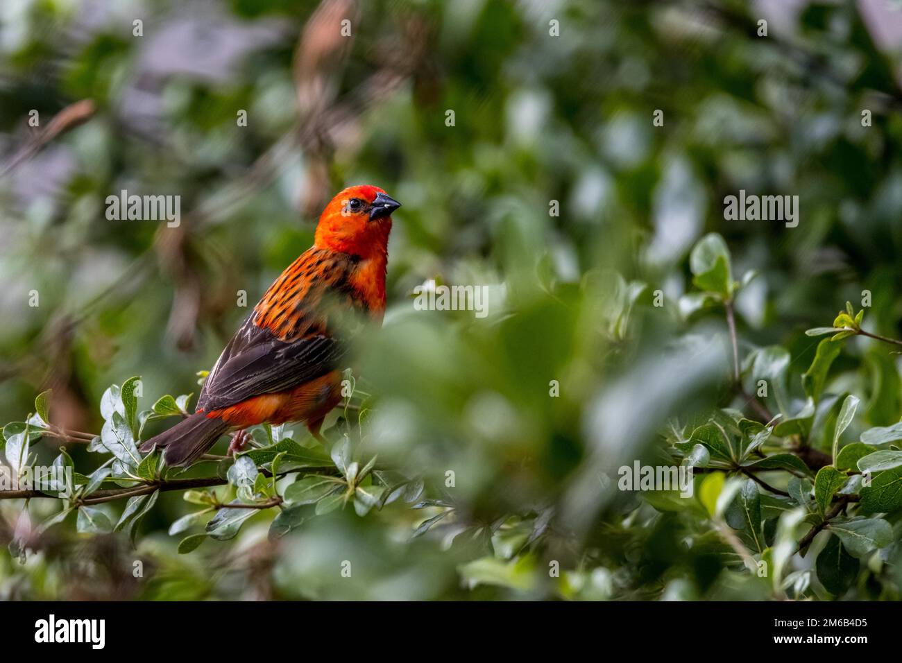 Madagascar red fody (Foudia madagascariensis) male, Ivato, Antananarivo ...