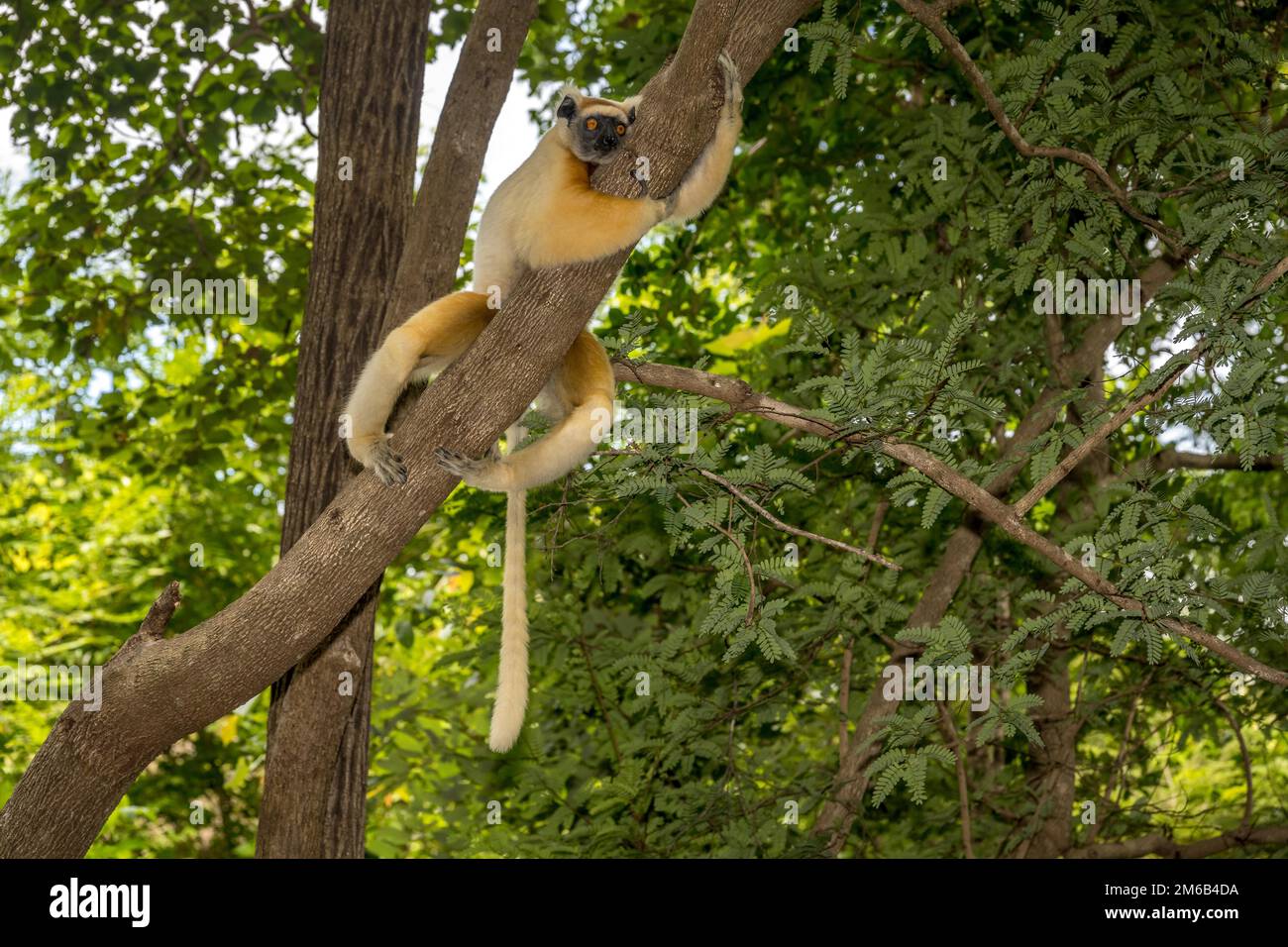 Golden-crowned sifaka (Propithecus tattersalli), Daraina, Madagascar ...