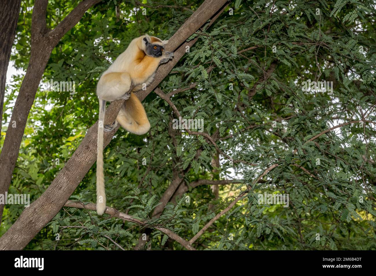 Golden-crowned sifaka (Propithecus tattersalli), Daraina, Madagascar ...