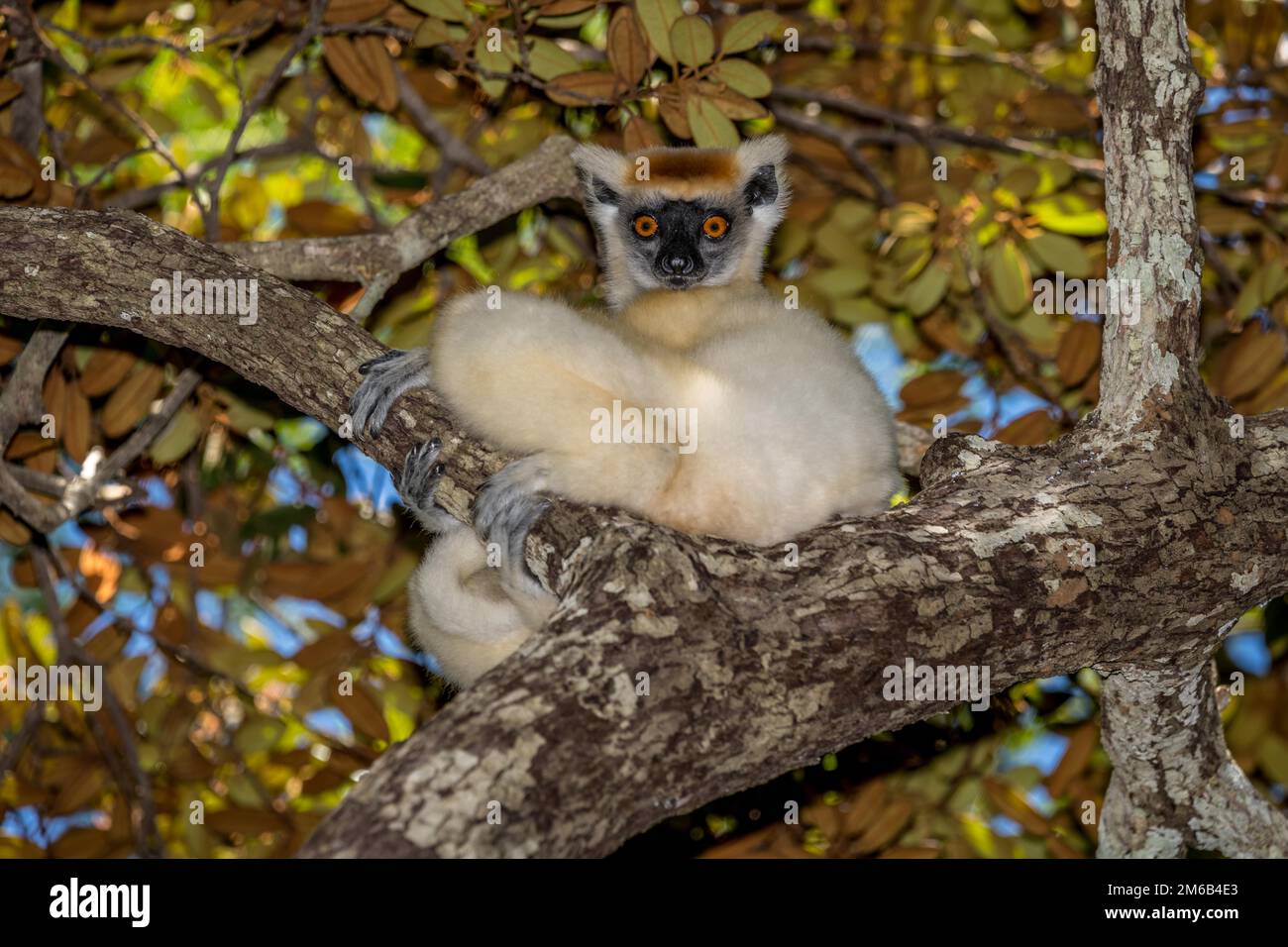 Golden-crowned sifaka (Propithecus tattersalli), Daraina, Madagascar ...