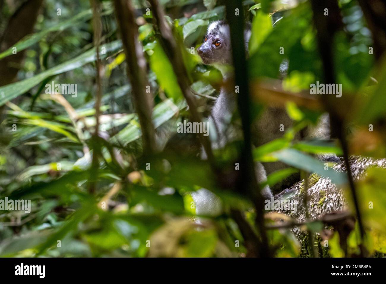 Silky sifaka (Propithecus candidus), Marojejy, Madagascar Stock Photo ...