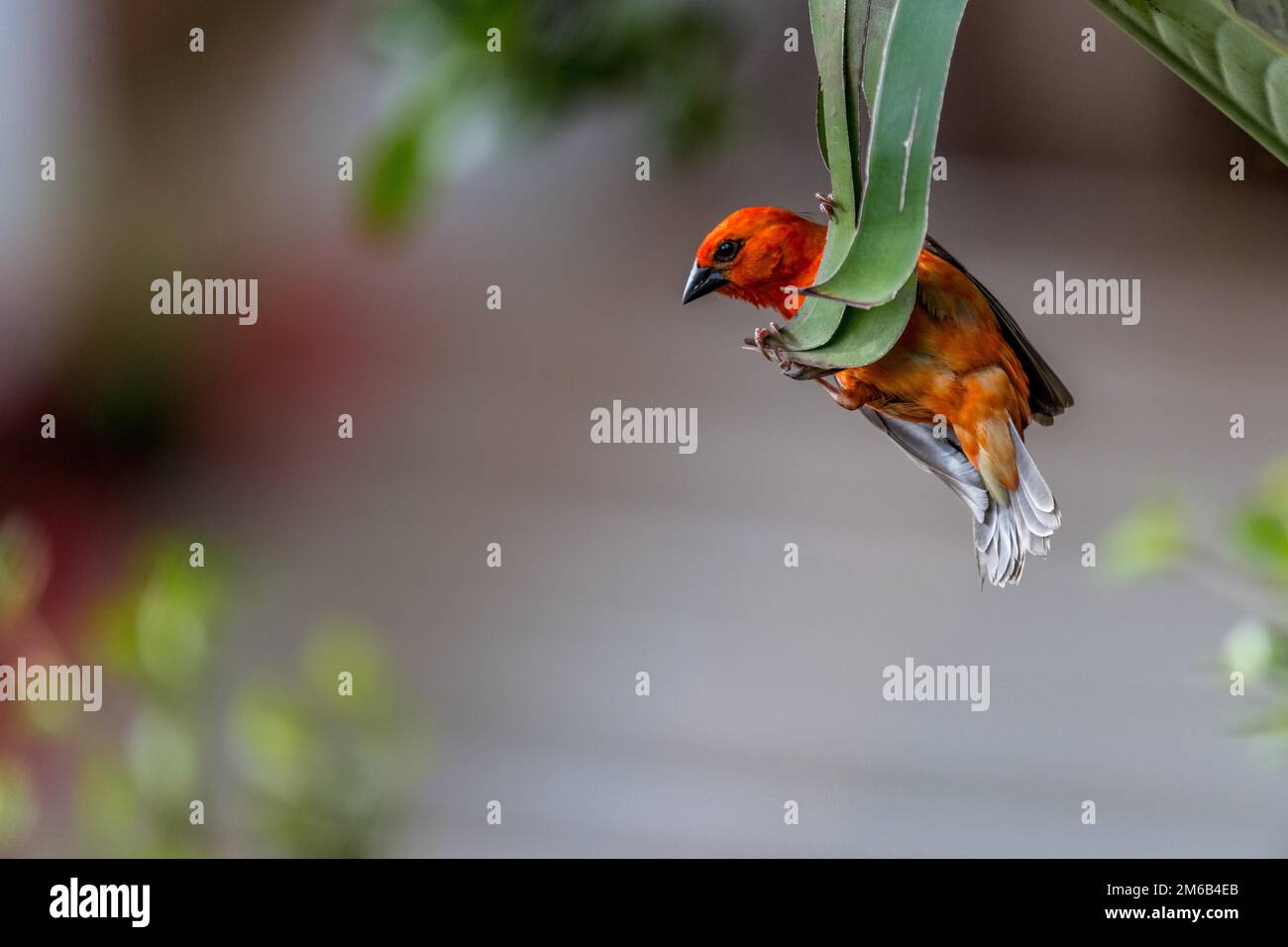 Madagascar red fody (Foudia madagascariensis) male, Ivato, Antananarivo ...