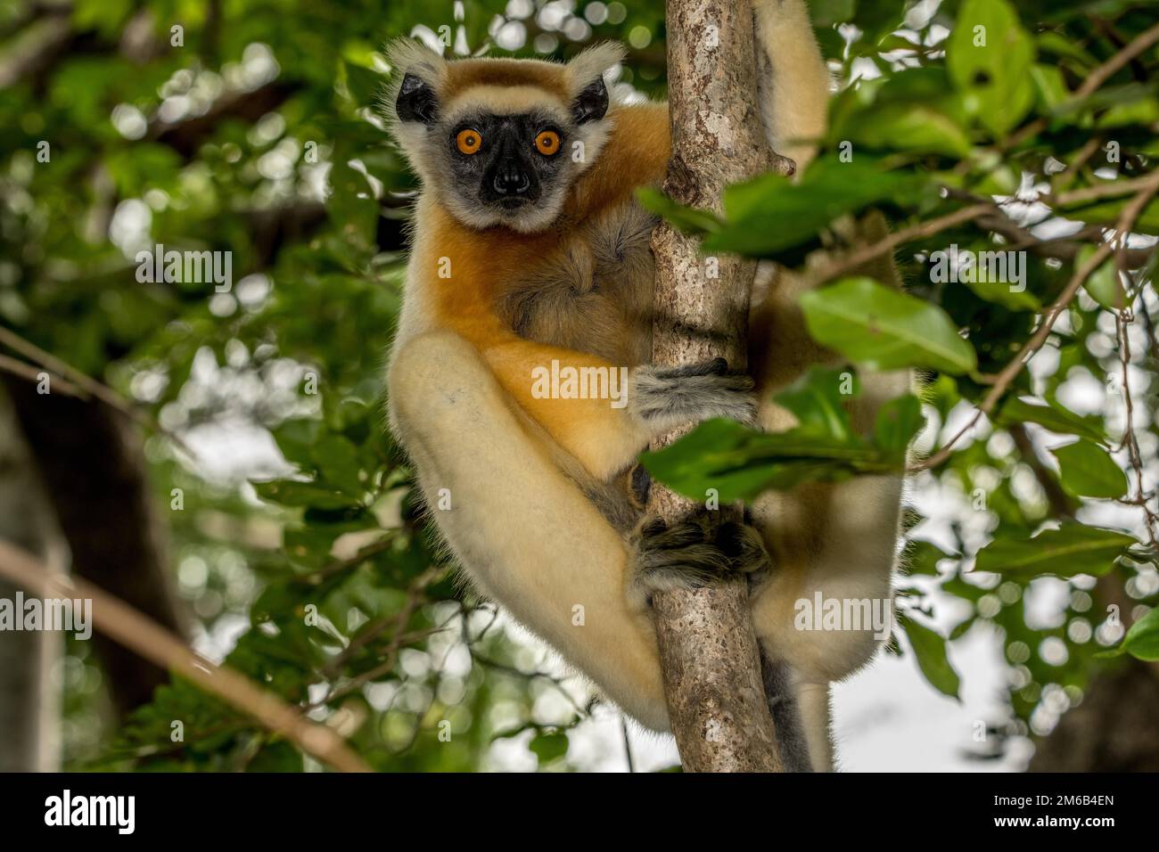 Golden-crowned sifaka (Propithecus tattersalli), Daraina, Madagascar ...