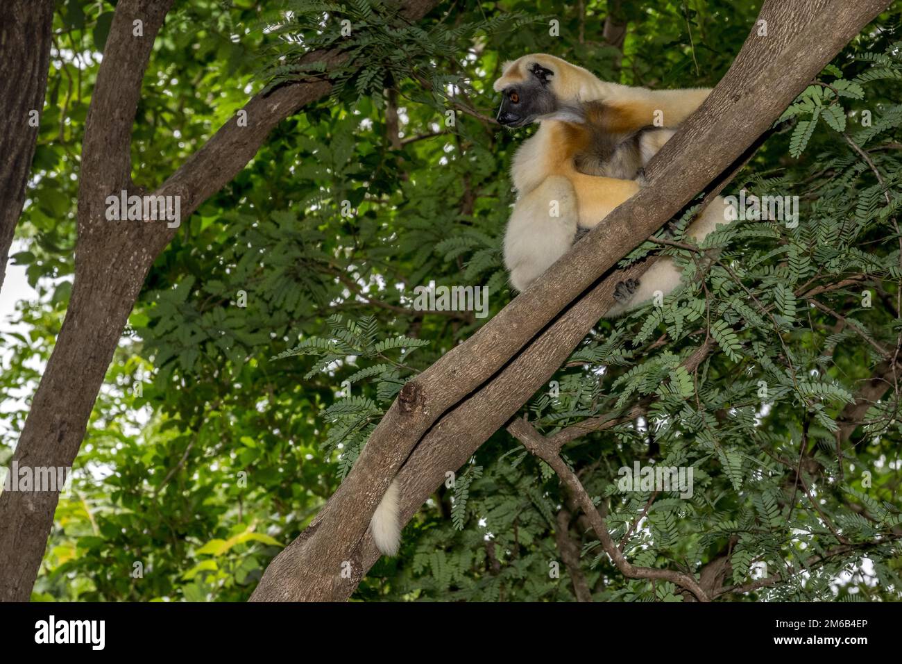 Golden-crowned sifaka (Propithecus tattersalli), Daraina, Madagascar ...