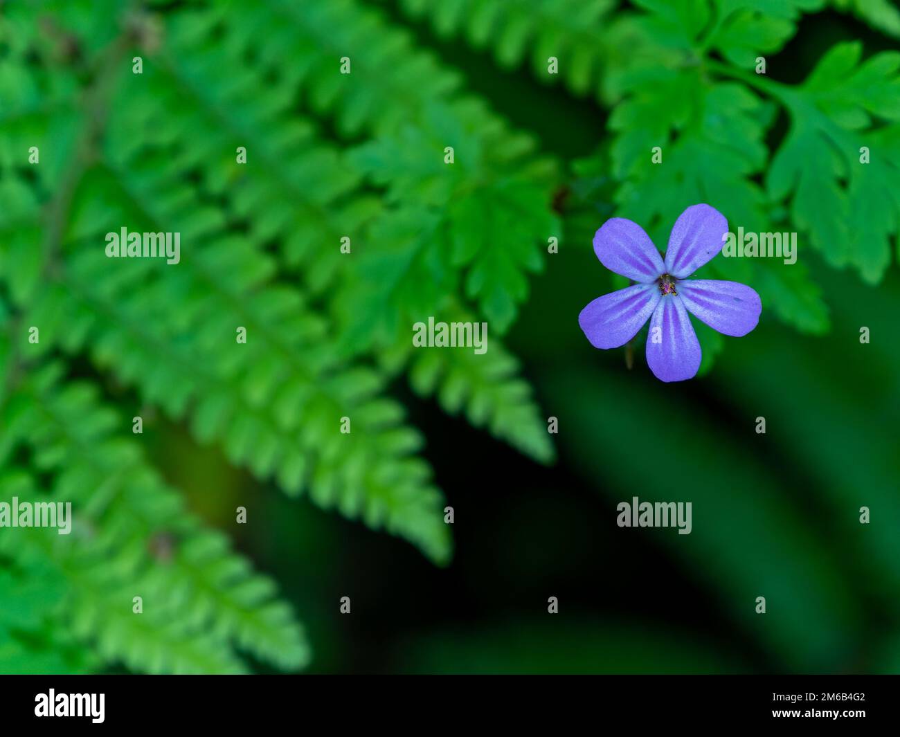 One small five-petalled blue flower and a fern leaf. Beautiful plants ...