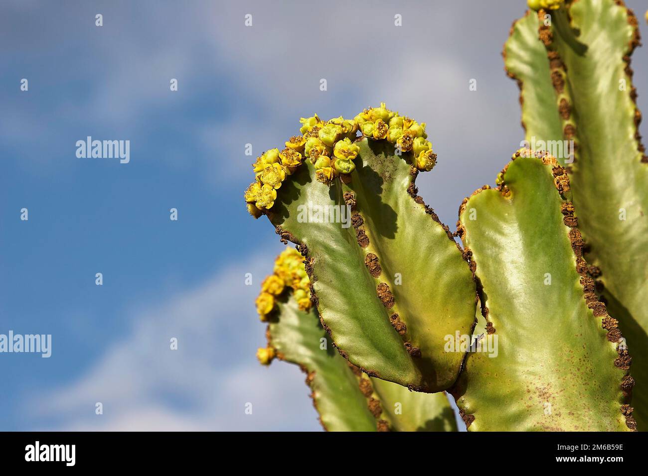 Cactus, tiny yellow flowers, macro shot, Jardin de Cactus, cactus ...