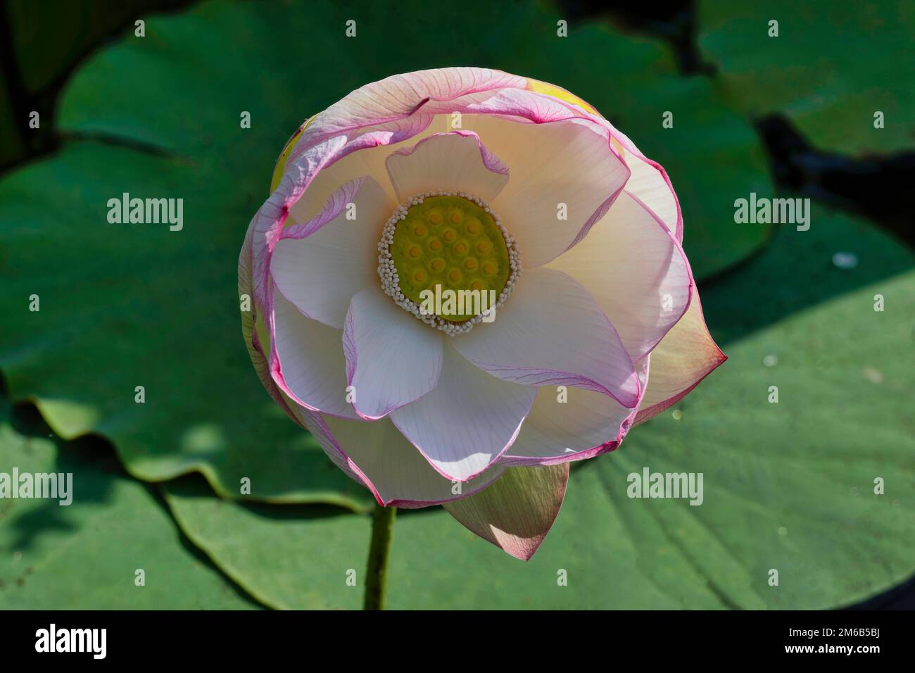 Plant russia hi-res stock photography and images - Alamy