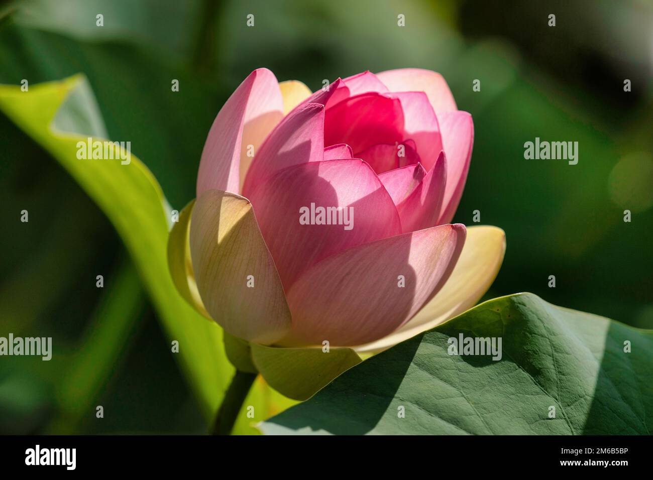 Plant russia hi-res stock photography and images - Alamy
