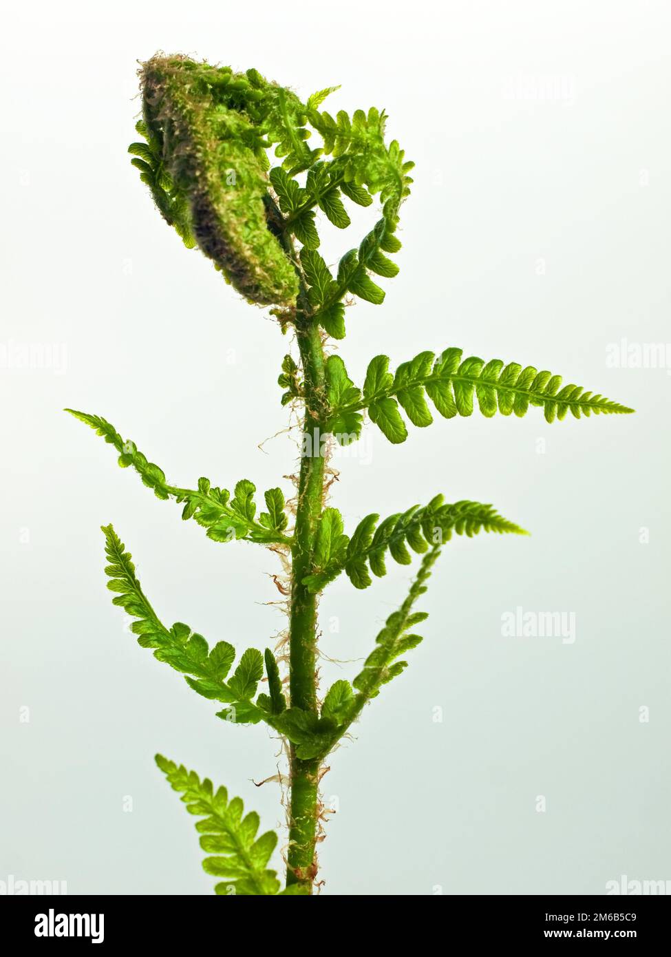 Cabbage fern hi-res stock photography and images - Alamy